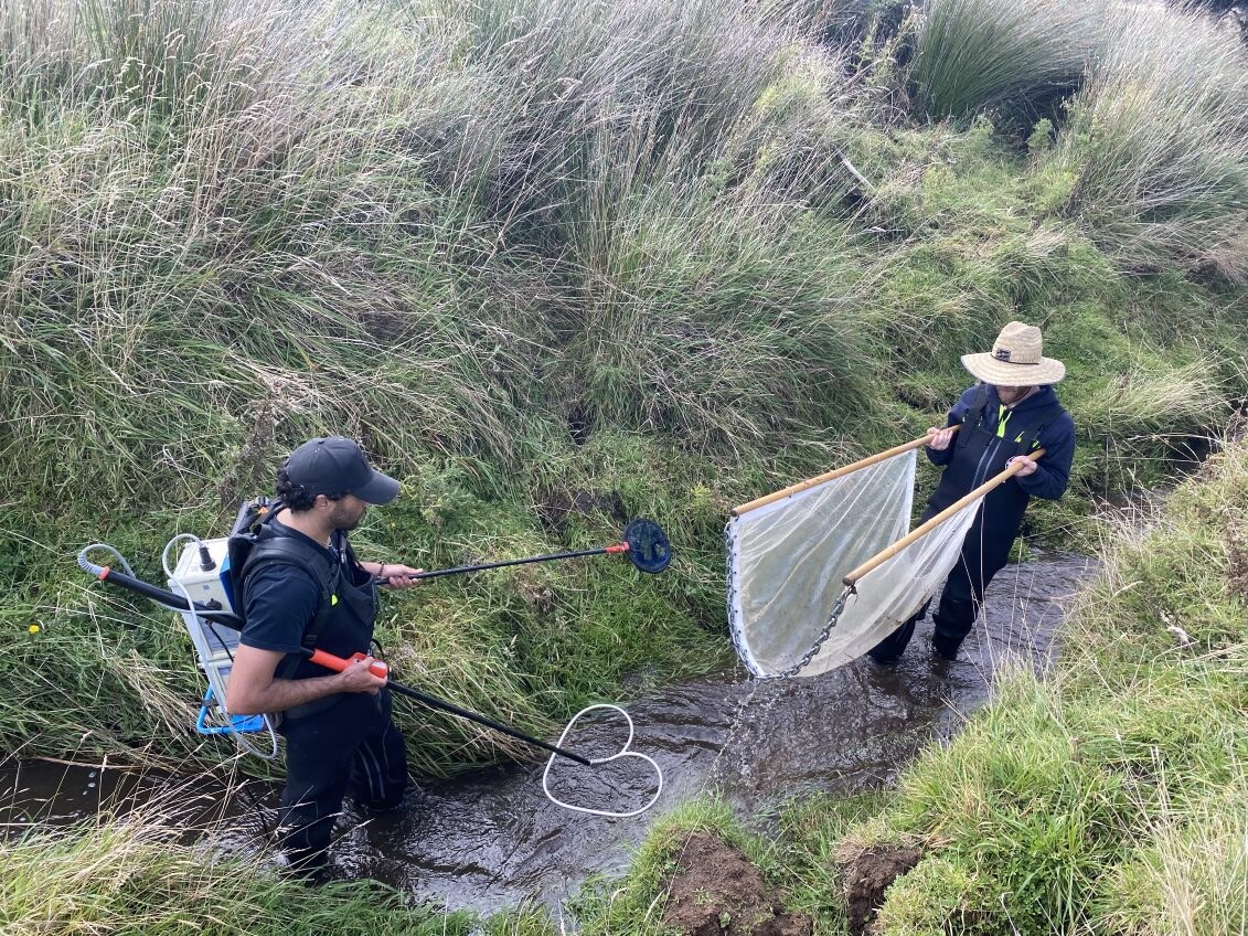 Electrofishing • Hokonui Rūnanga